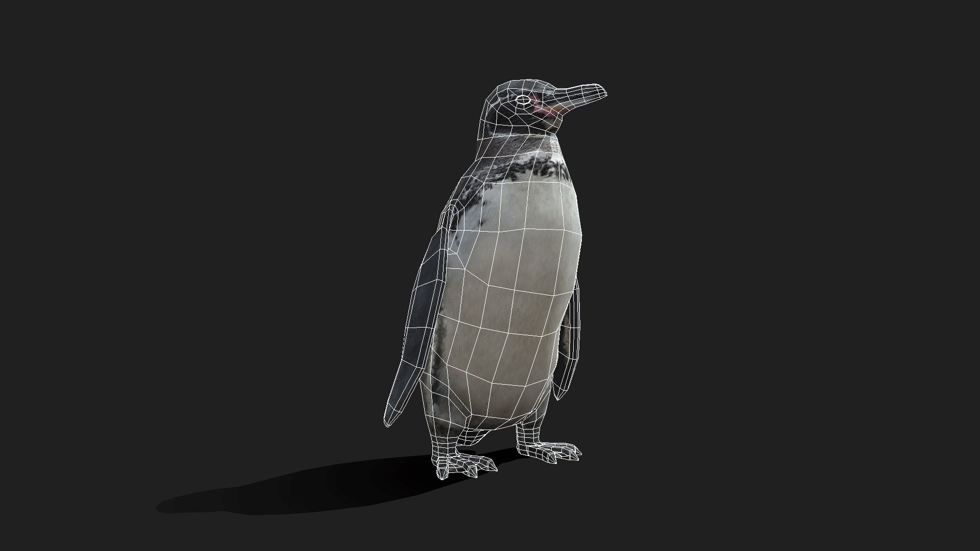 Penguin Bird Animal 3D - TurboSquid 1688380