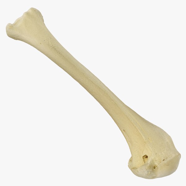 3D Humerus Models | TurboSquid