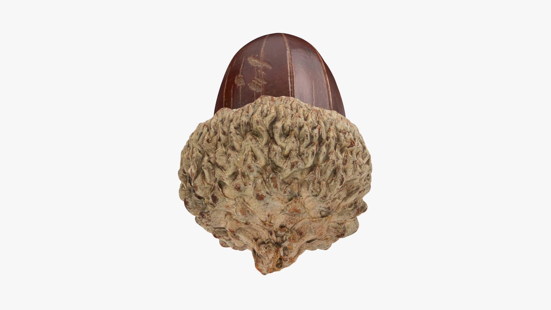 3D Acorn 01 - TurboSquid 2280851
