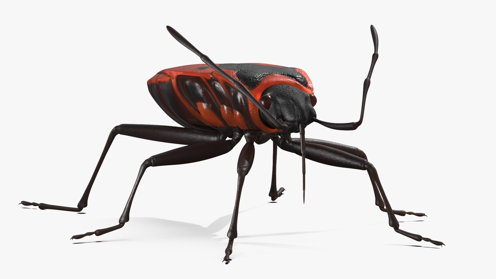 Firebug Pyrrhocoris Apterus Insect Red Black 3D Model - TurboSquid 2463285