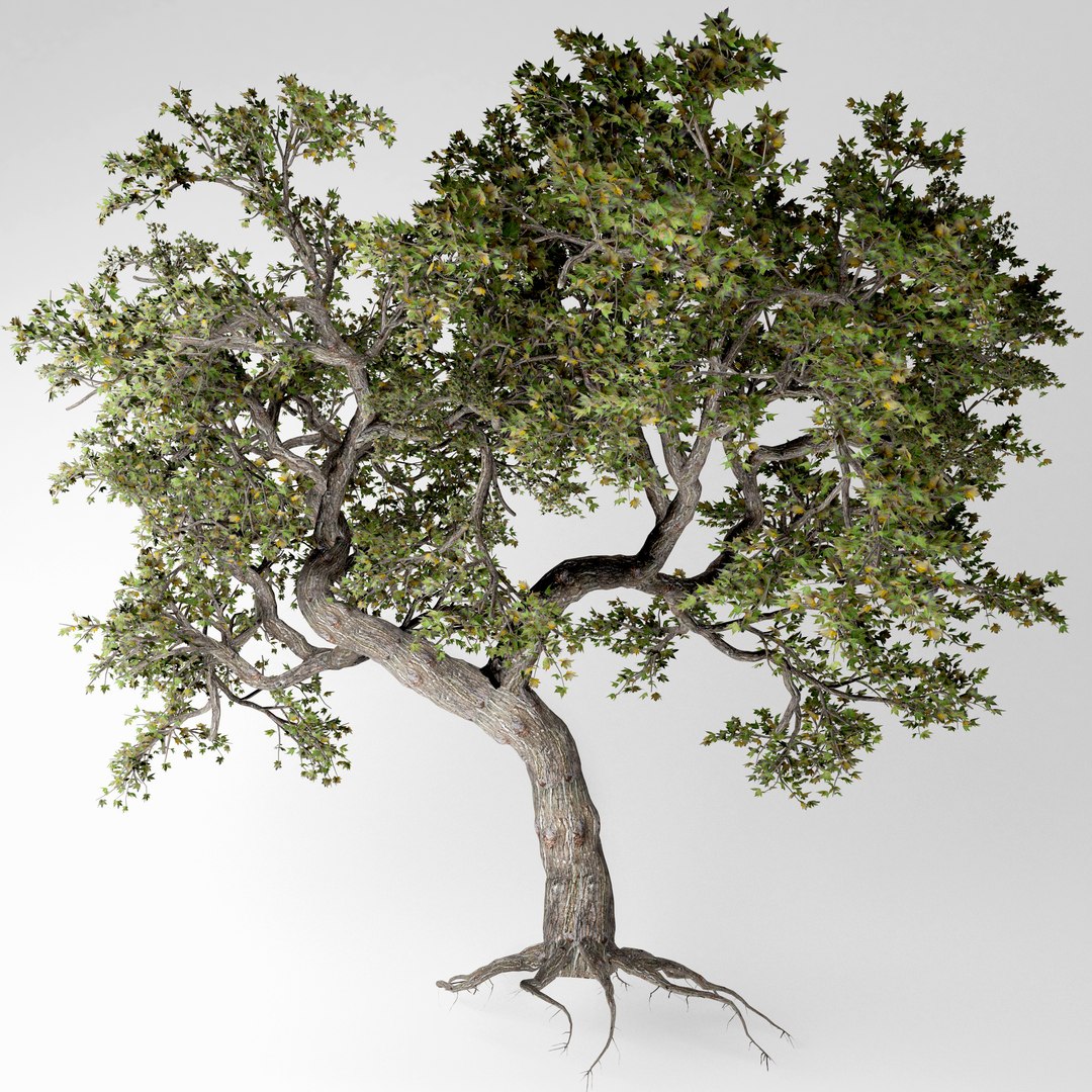 3D Japanese Maple Tree - TurboSquid 1519369