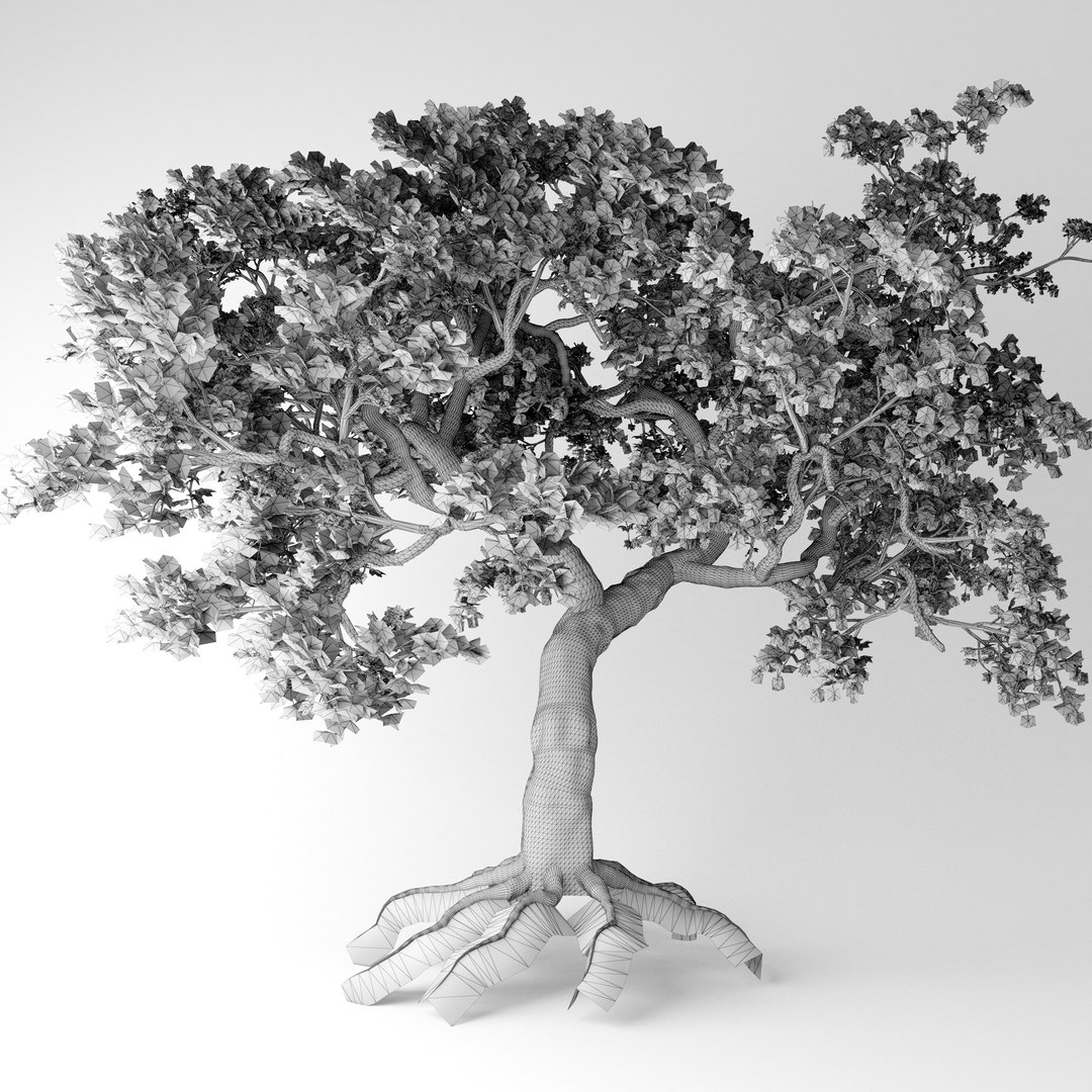 3D Japanese Maple Tree - TurboSquid 1519369