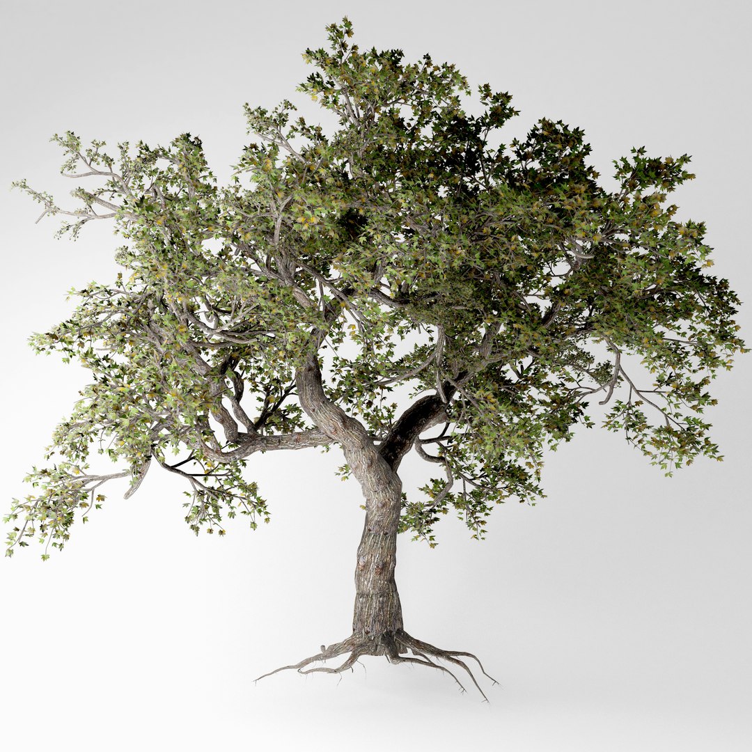3D Japanese Maple Tree - TurboSquid 1519369