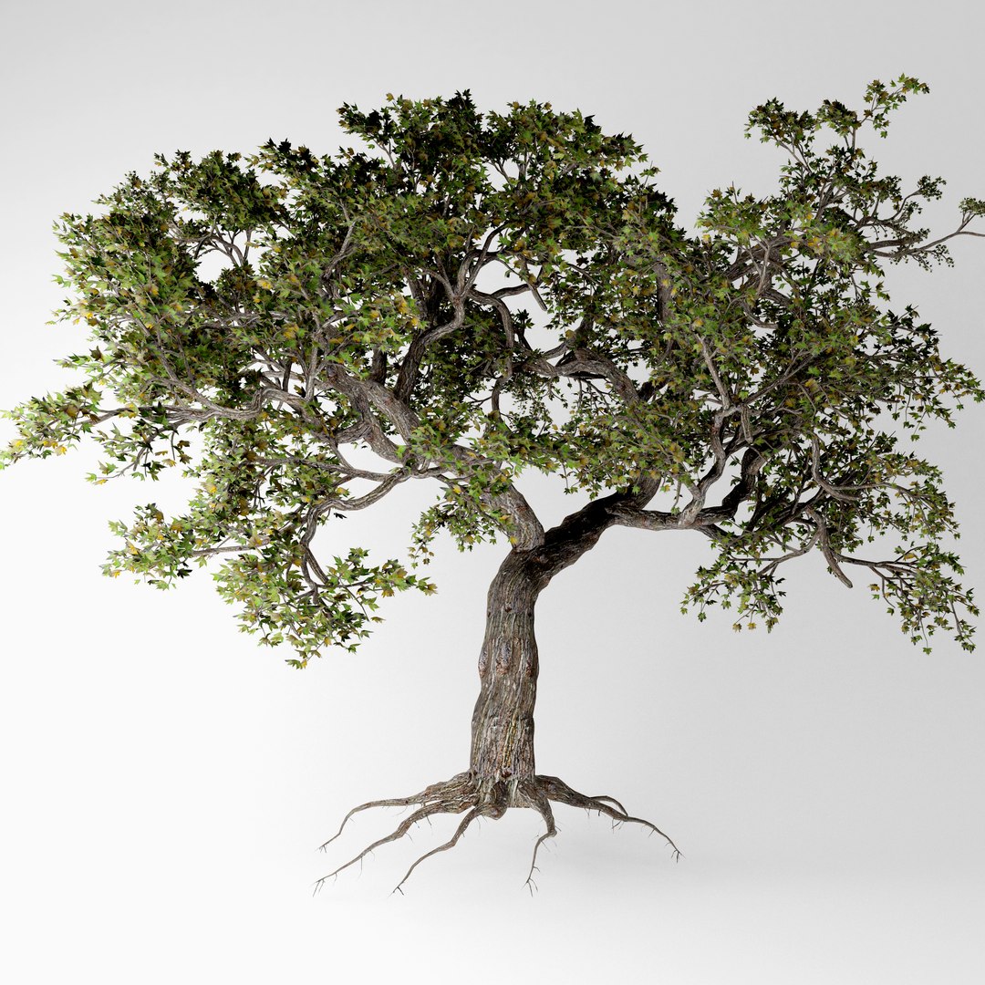3D Japanese Maple Tree - TurboSquid 1519369