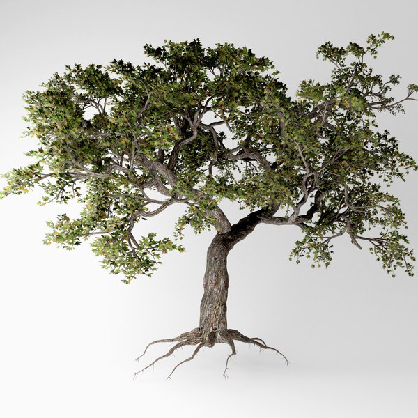 3D japanese maple tree - TurboSquid 1519369