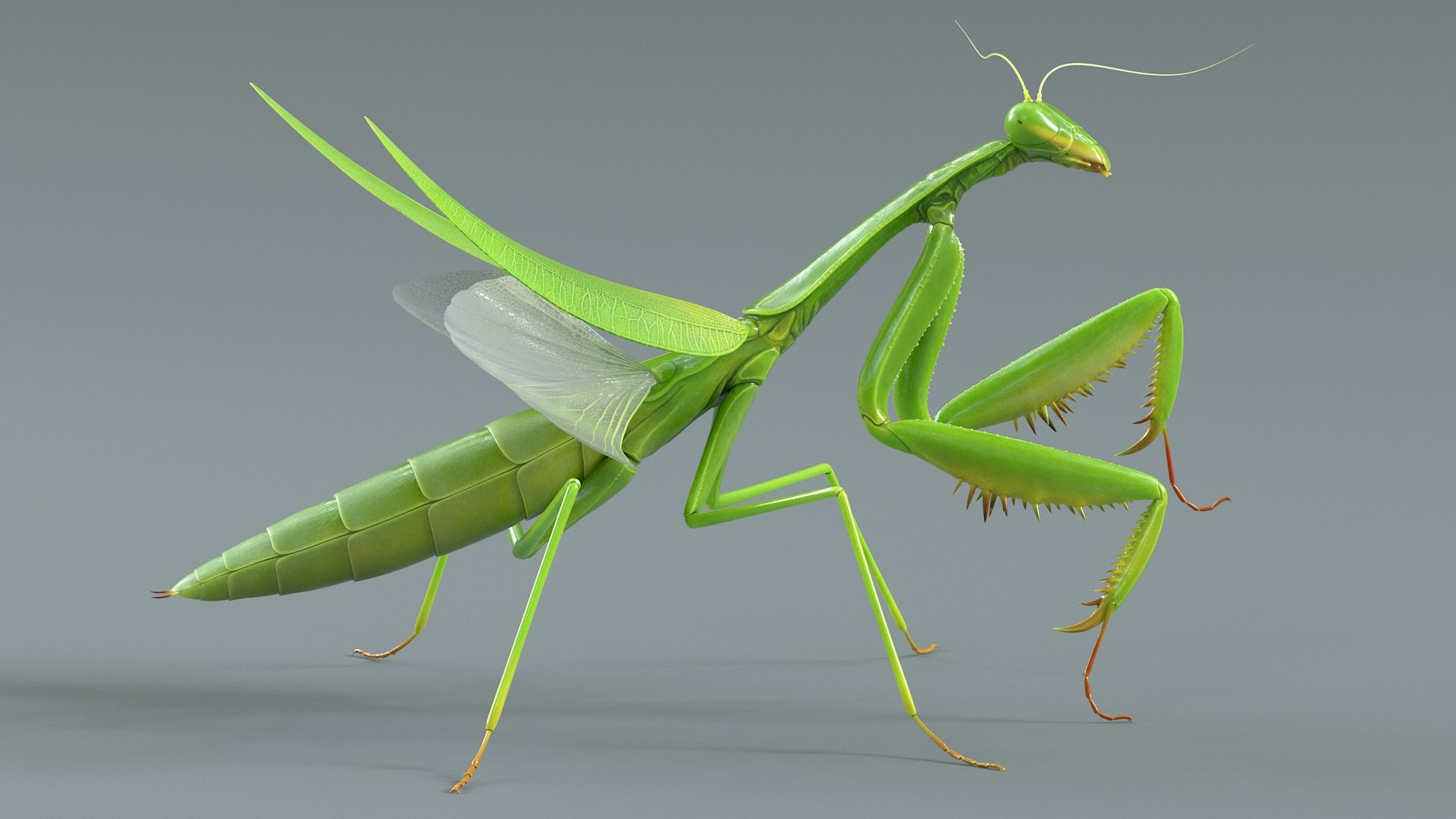 Praying Mantis Rigged Model - TurboSquid 2281772