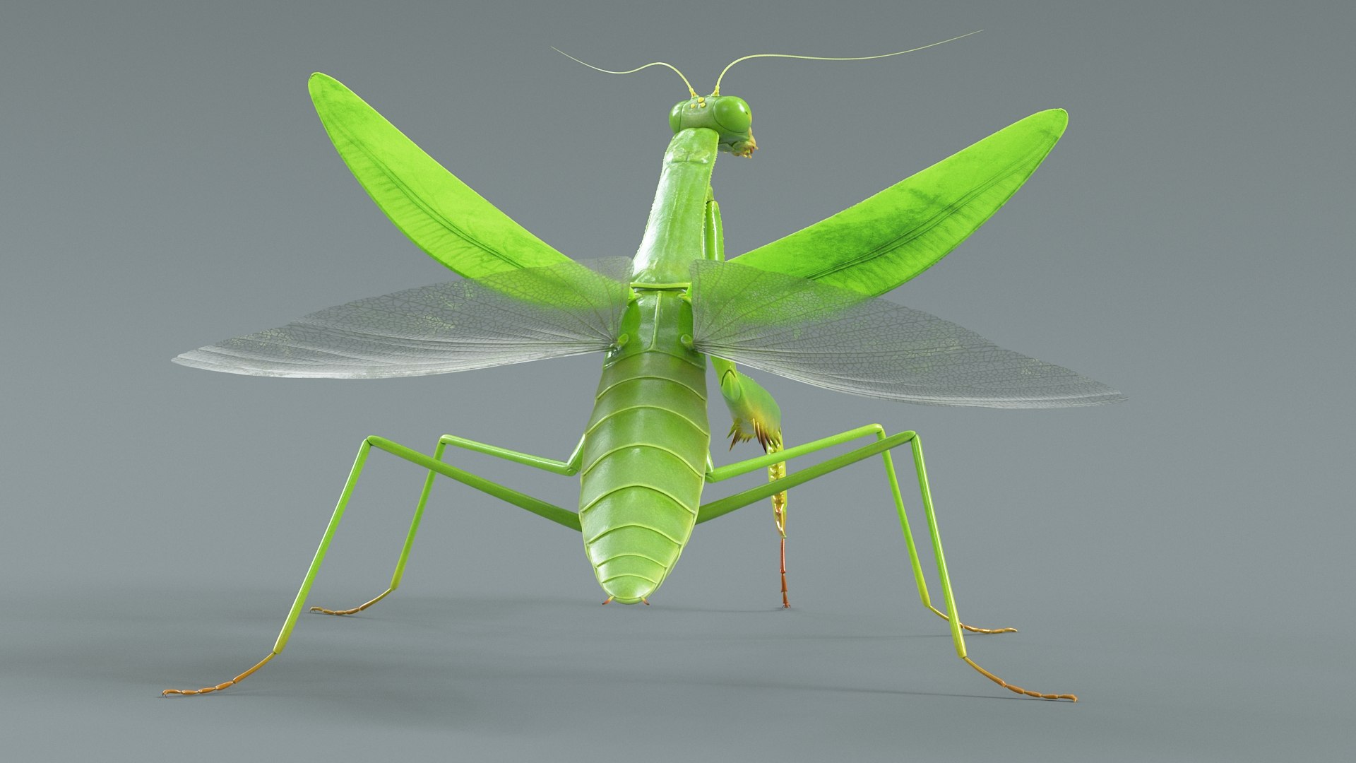 Praying Mantis Rigged Model - TurboSquid 2281772