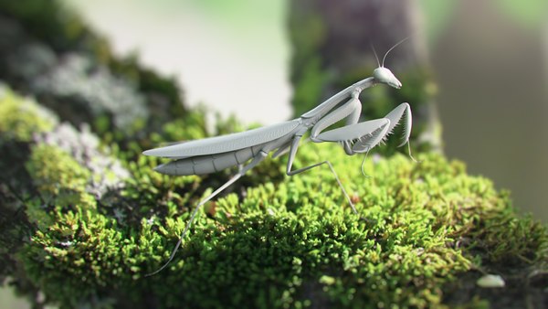 modelo 3d Mantis religiosa manipulada - TurboSquid 2281772