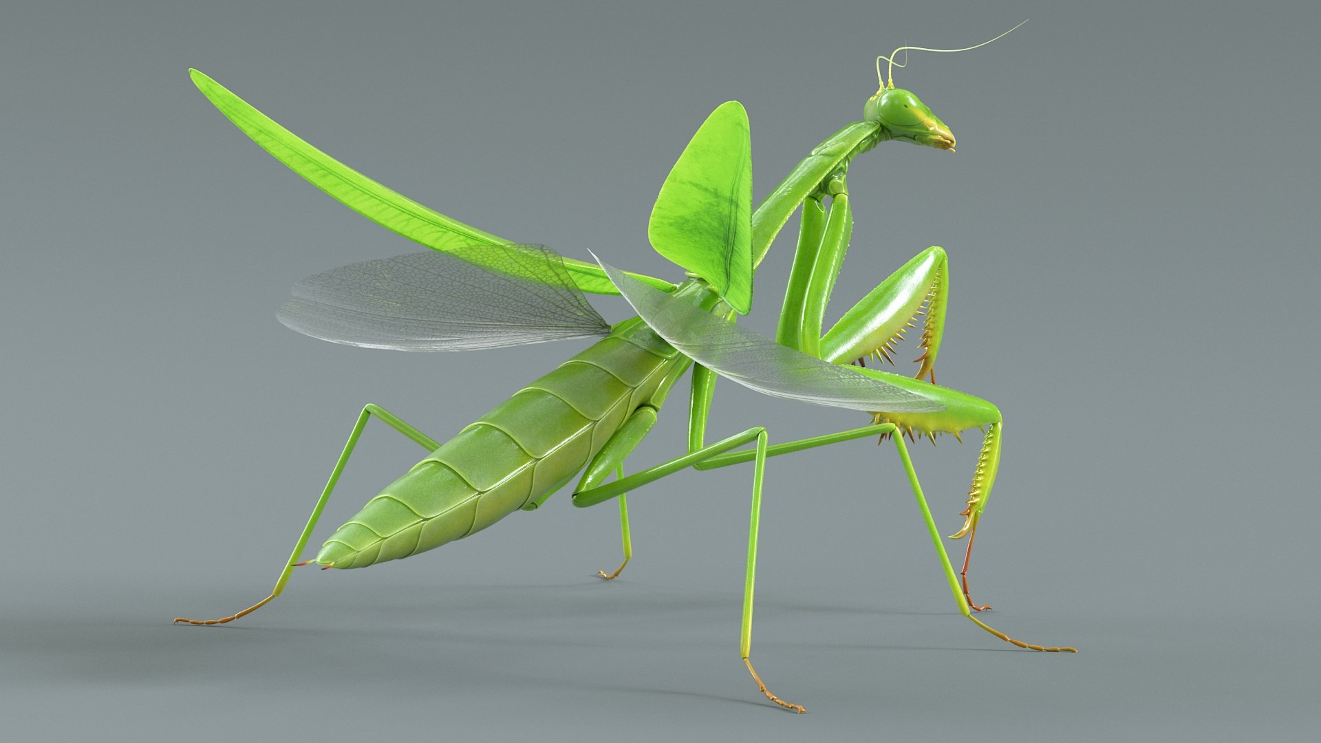 Praying Mantis Rigged Model - TurboSquid 2281772