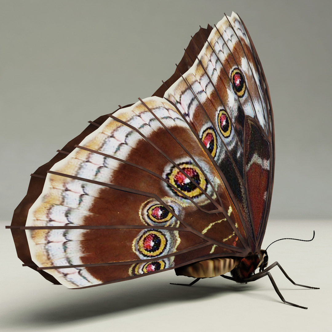 3d model of blue morpho butterfly