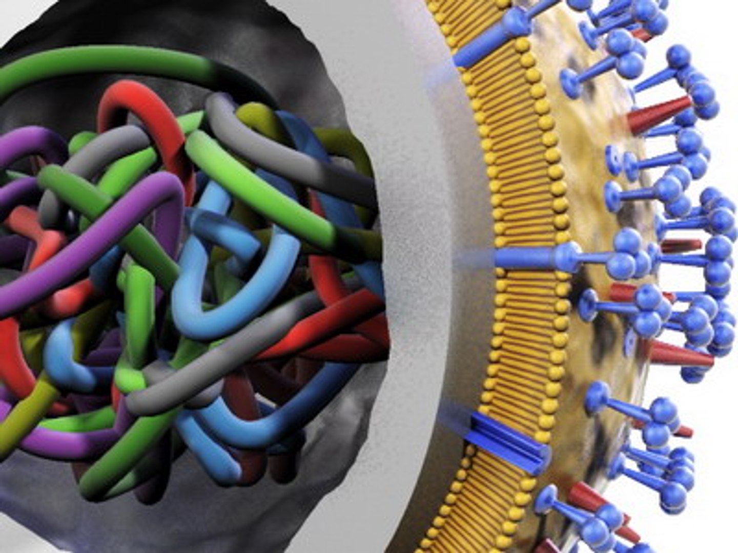 3d Model Influenza Virus