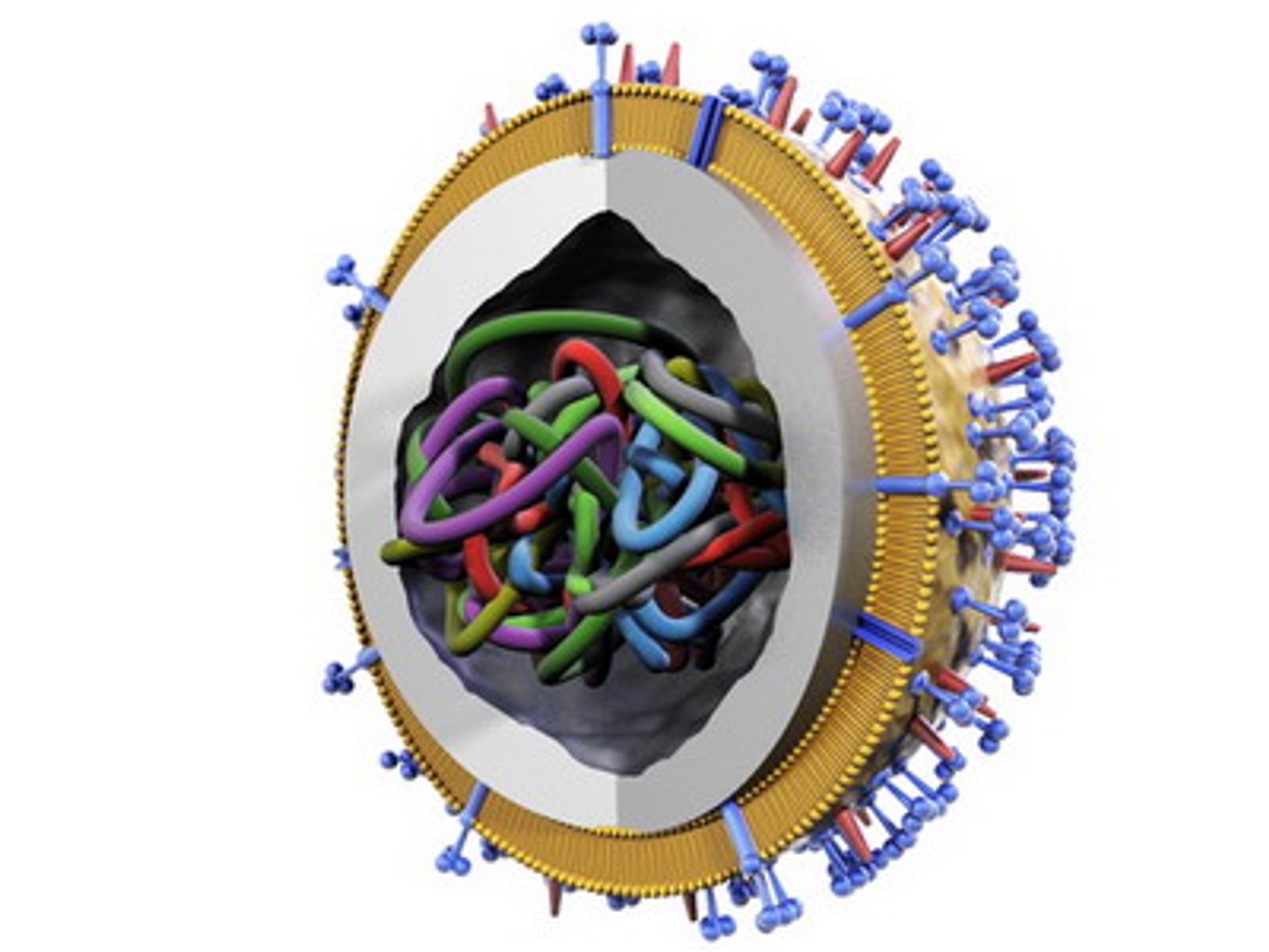 3d Model Influenza Virus