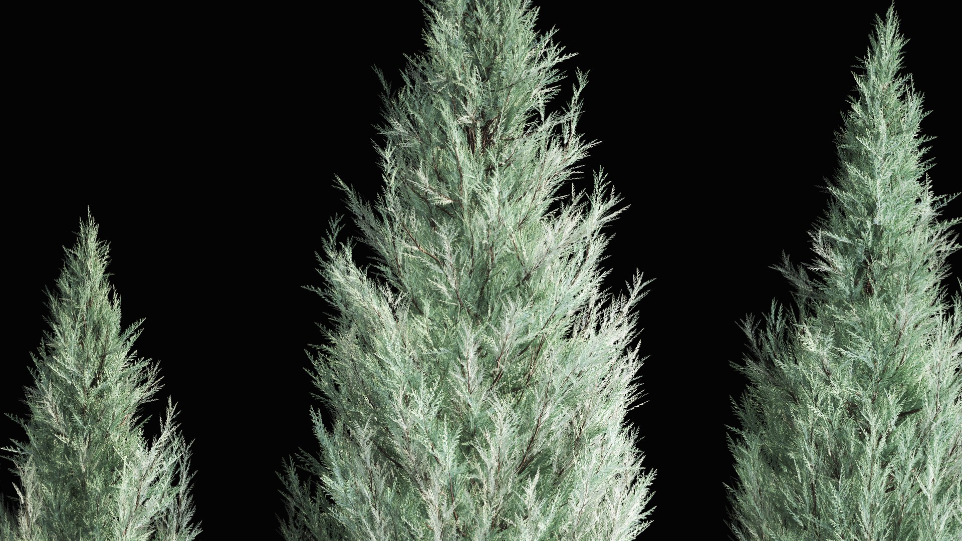 Blue Cypress Juniper And Thuja 1166 3D - TurboSquid 2006064