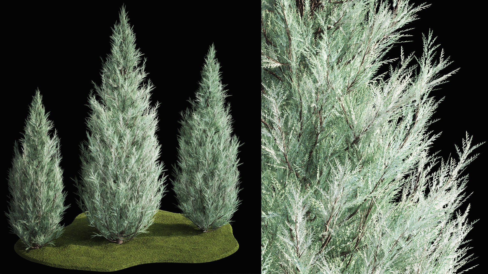 Blue Cypress Juniper And Thuja 1166 3D - TurboSquid 2006064