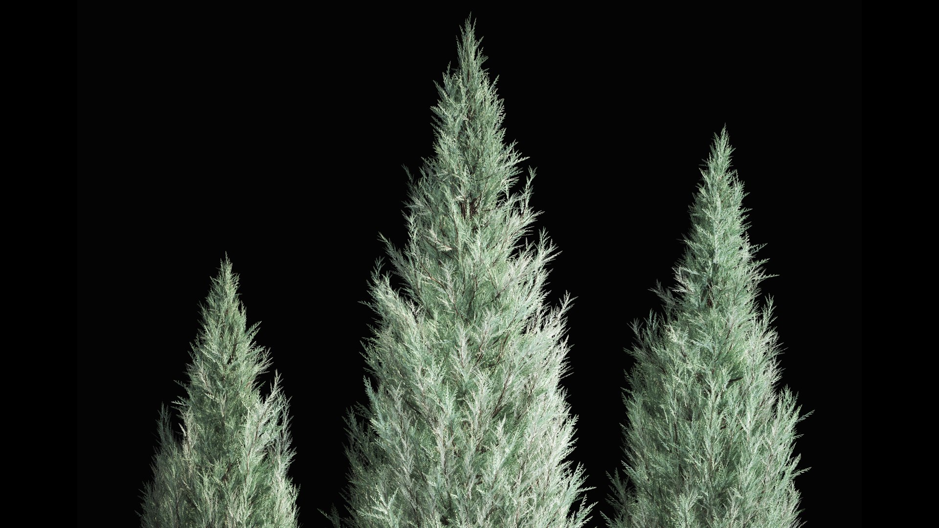 Blue Cypress Juniper And Thuja 1166 3D - TurboSquid 2006064