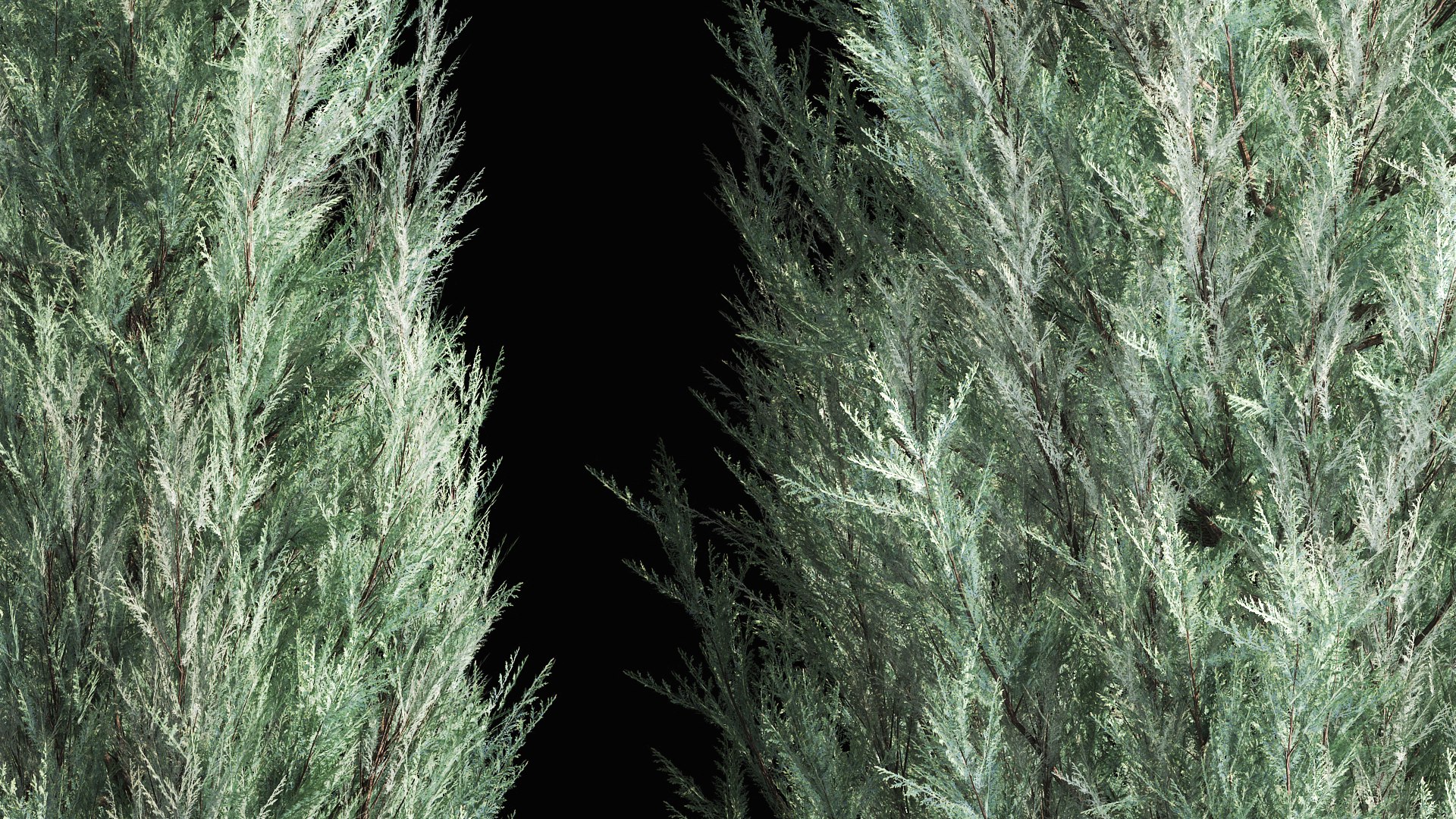 Blue Cypress Juniper And Thuja 1166 3D - TurboSquid 2006064