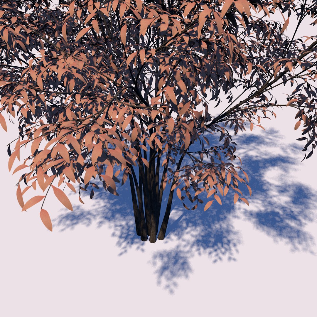 3D Barberry Tree - TurboSquid 1283068