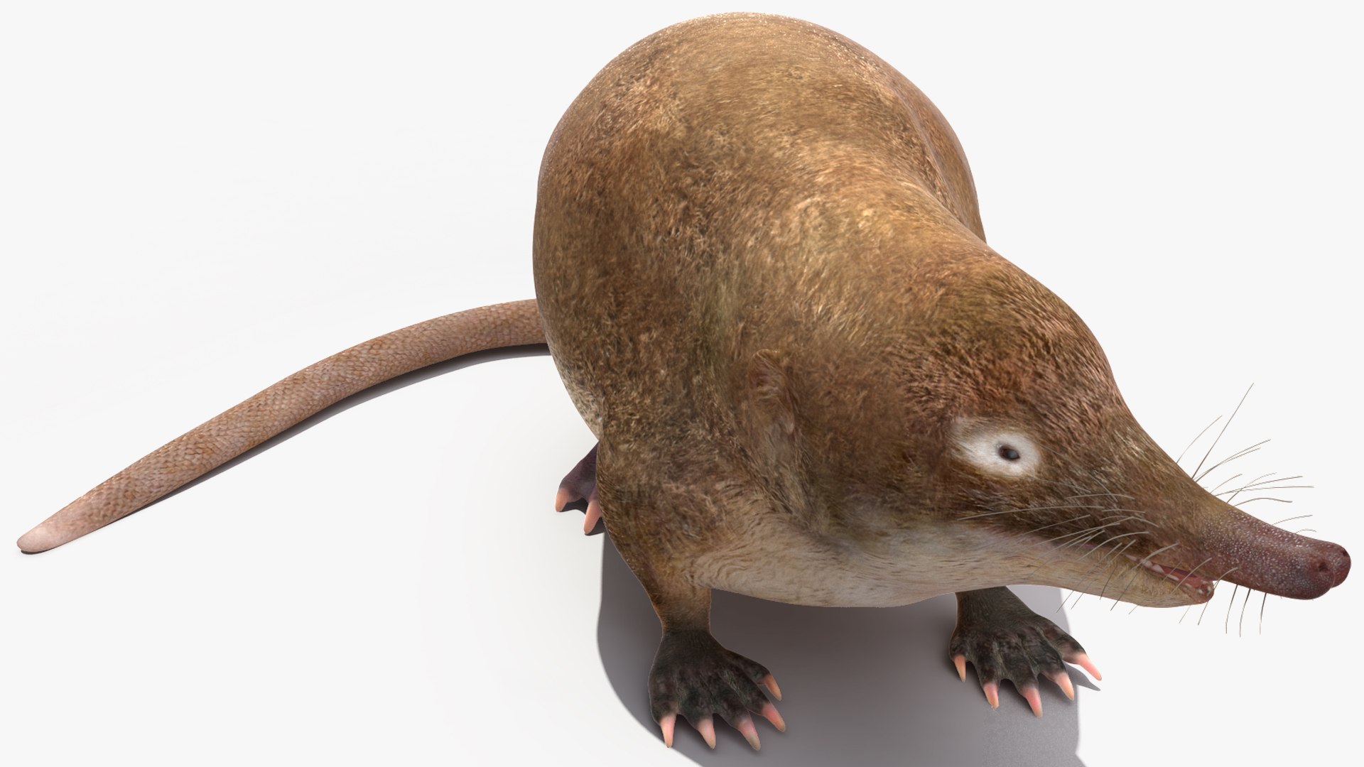 Desman Idle Pose 3D Model - TurboSquid 2191665