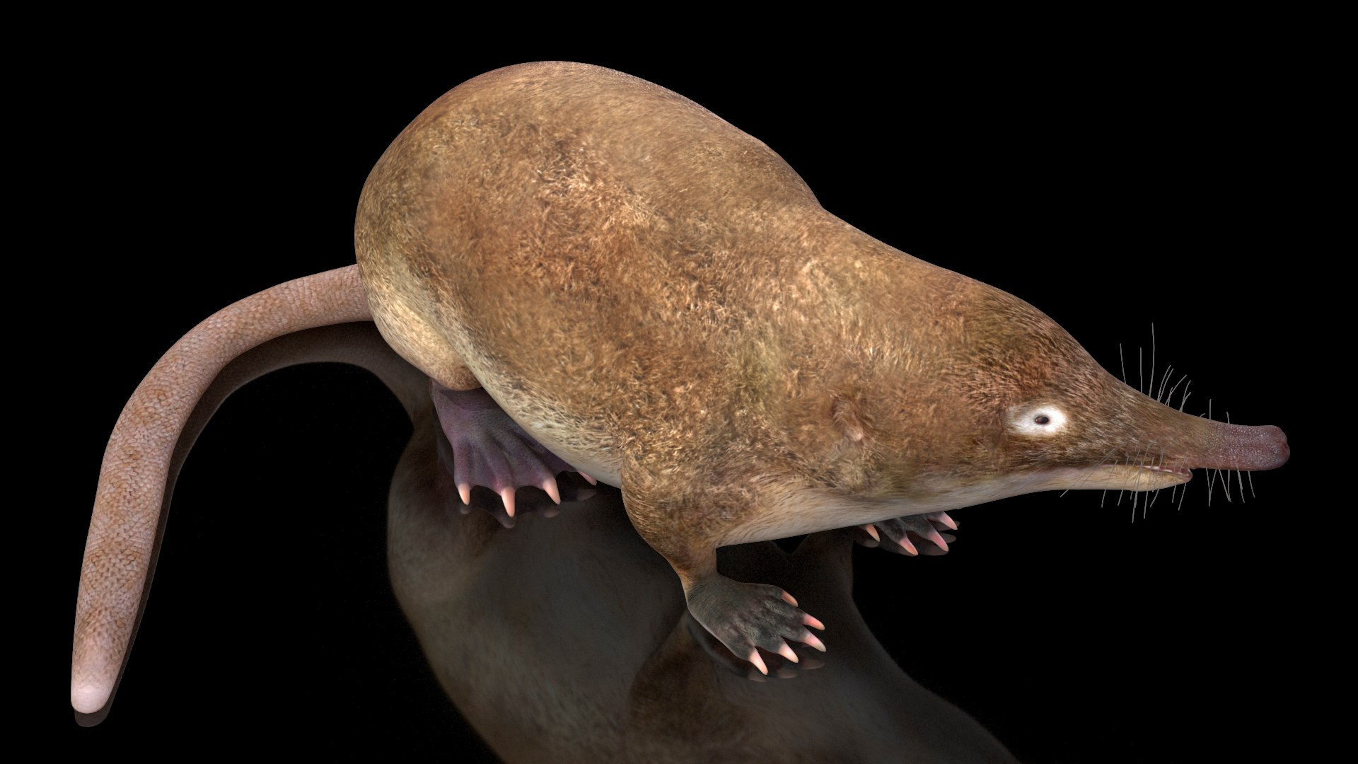 Desman Idle Pose 3D Model - TurboSquid 2191665