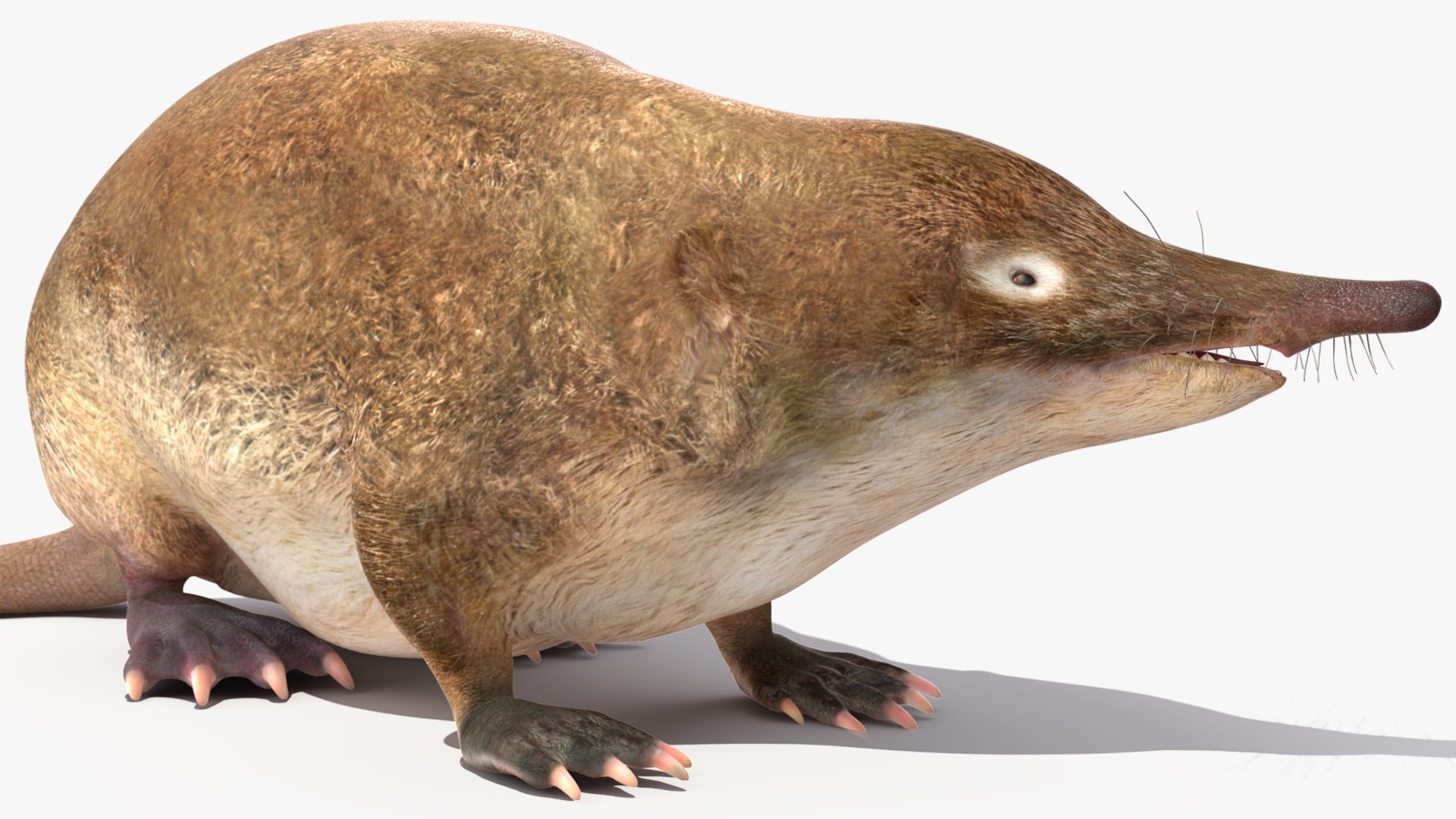 Desman Idle Pose 3D Model - TurboSquid 2191665