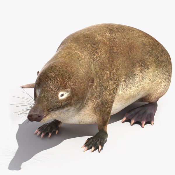 modelo 3d Postura inactiva de Desman - TurboSquid 2191665