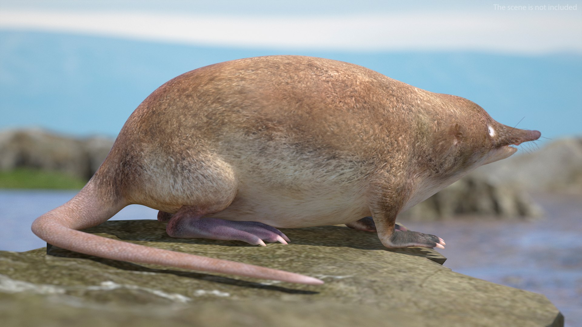 Desman Idle Pose 3D Model - TurboSquid 2191665