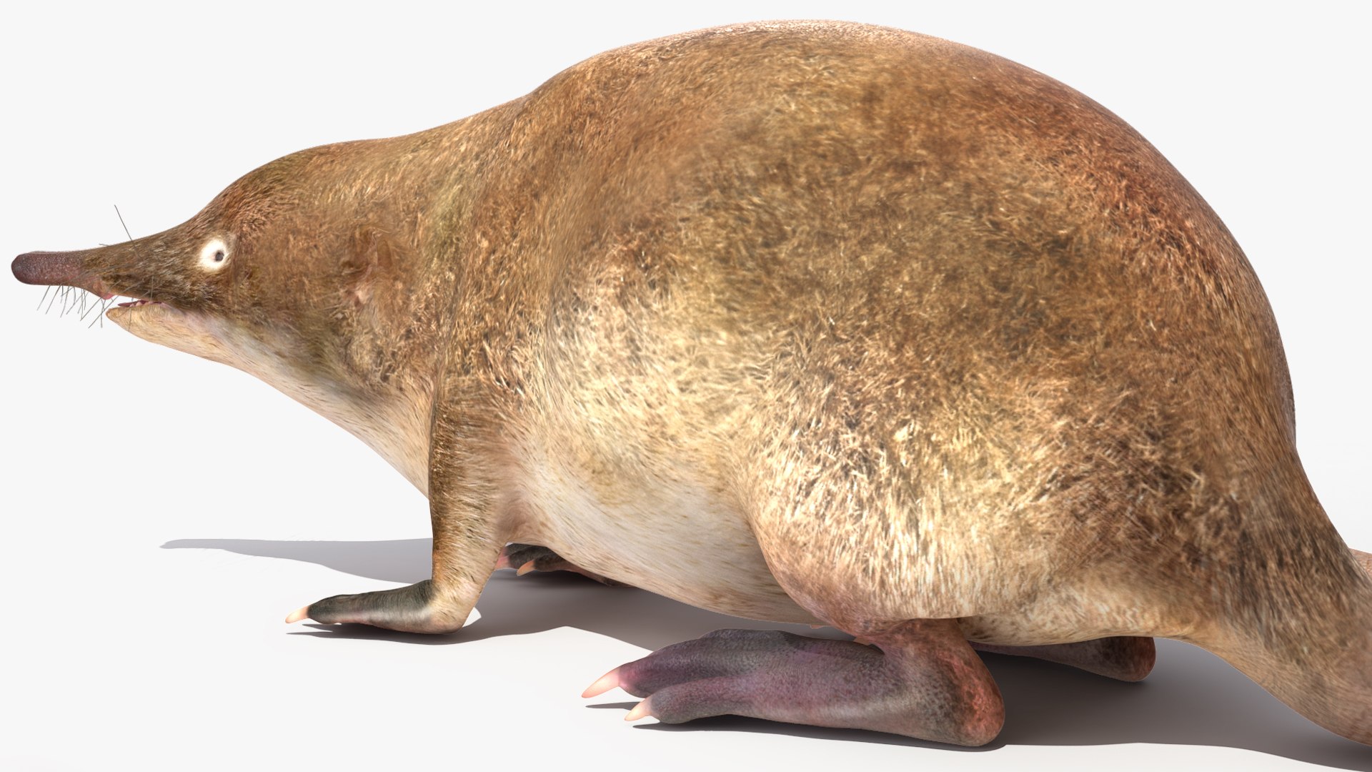 Desman Idle Pose 3D Model - TurboSquid 2191665