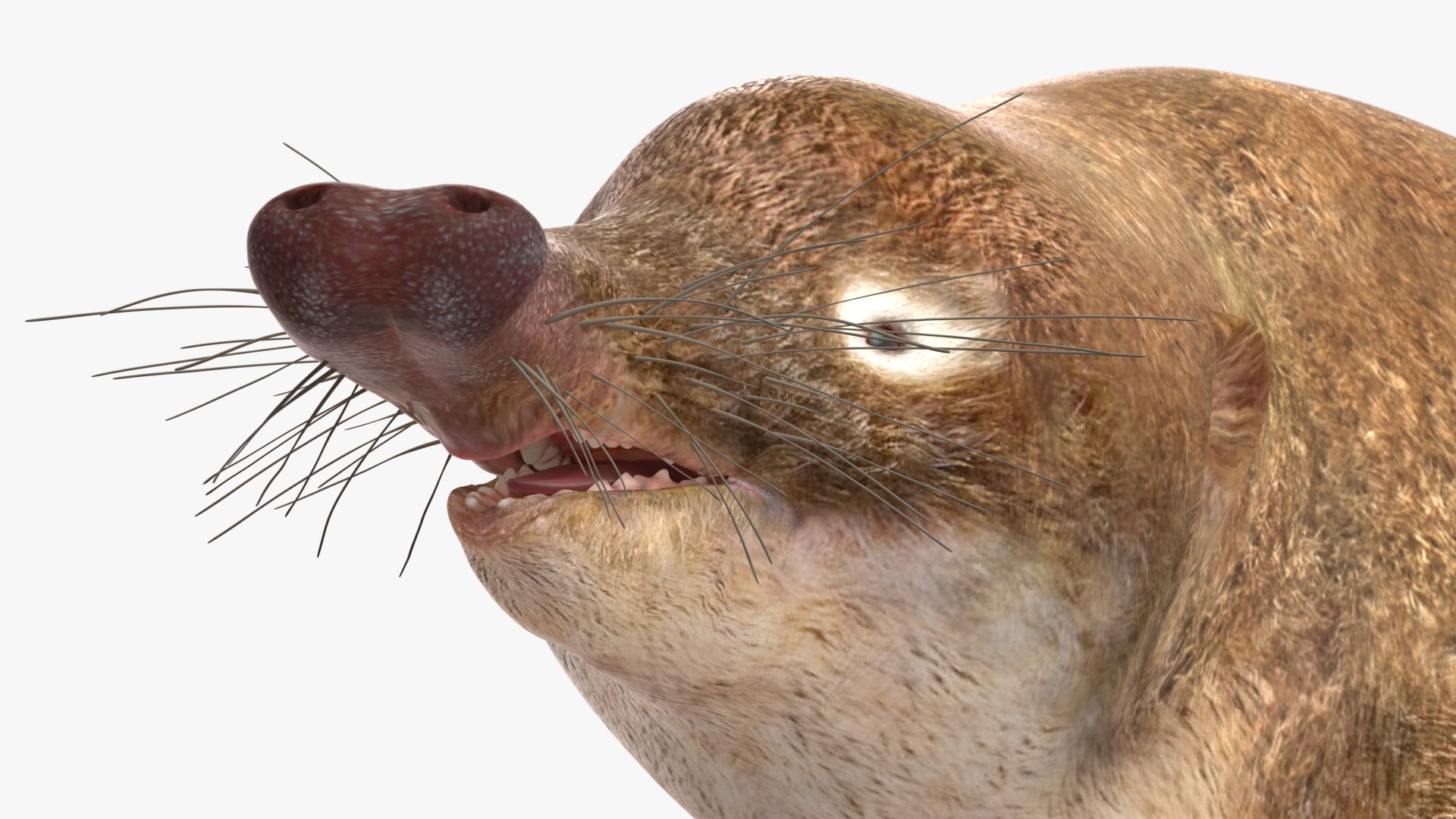 Desman Idle Pose 3D Model - TurboSquid 2191665