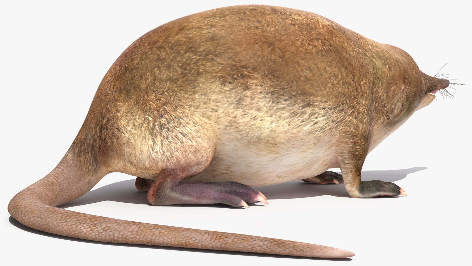 Desman Idle Pose 3D Model - TurboSquid 2191665