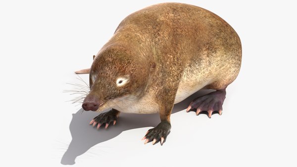 modelo 3d Postura inactiva de Desman - TurboSquid 2191665