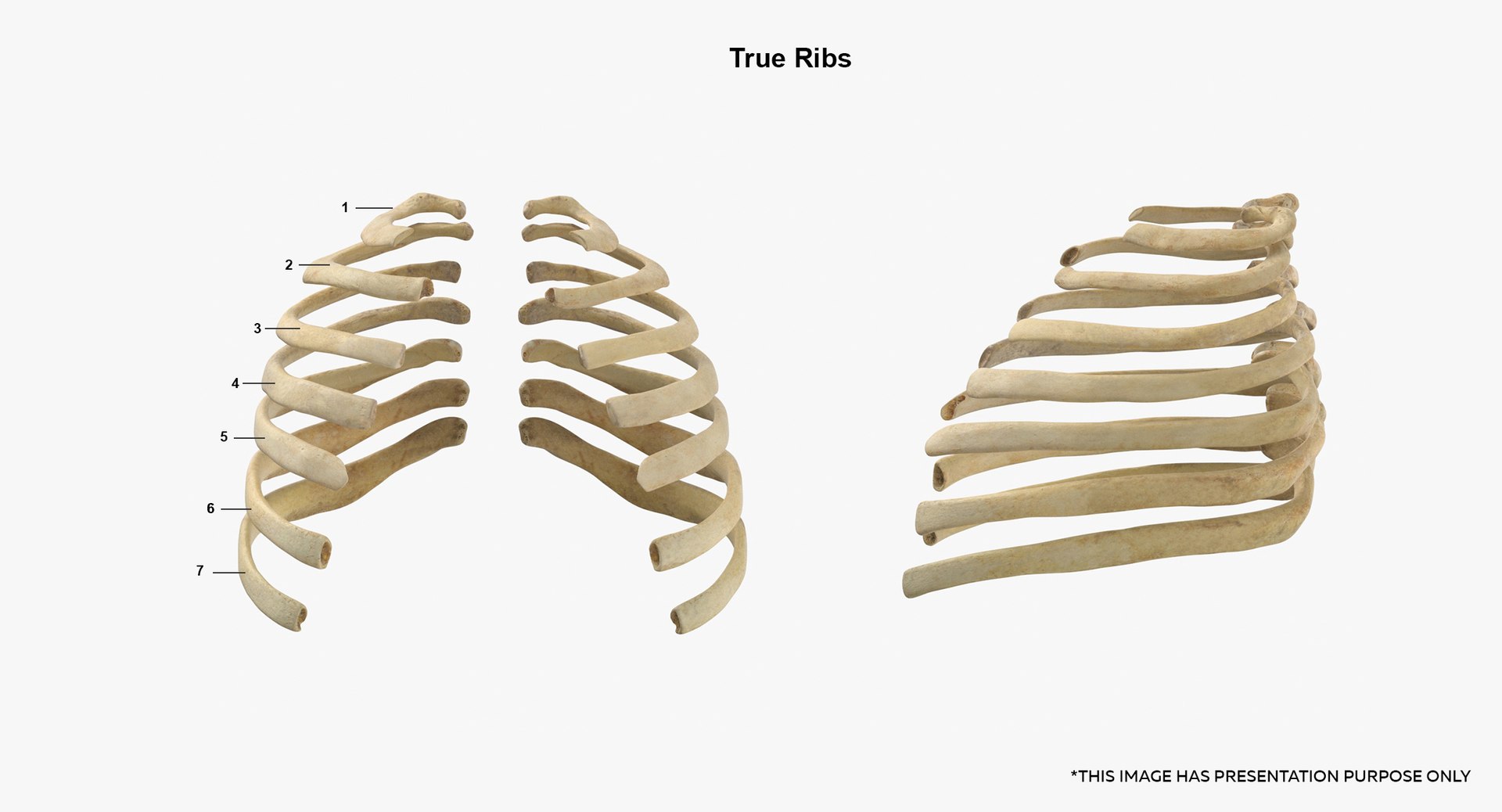 Human Rib Cages Spines and Male Pelvis Bones Collection 02 - 2 models ...
