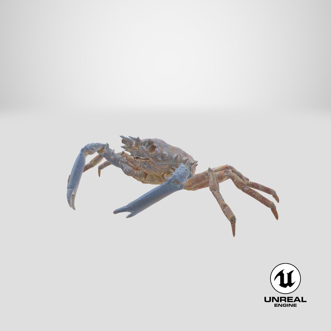 3D decorator spider crab - TurboSquid 1411100