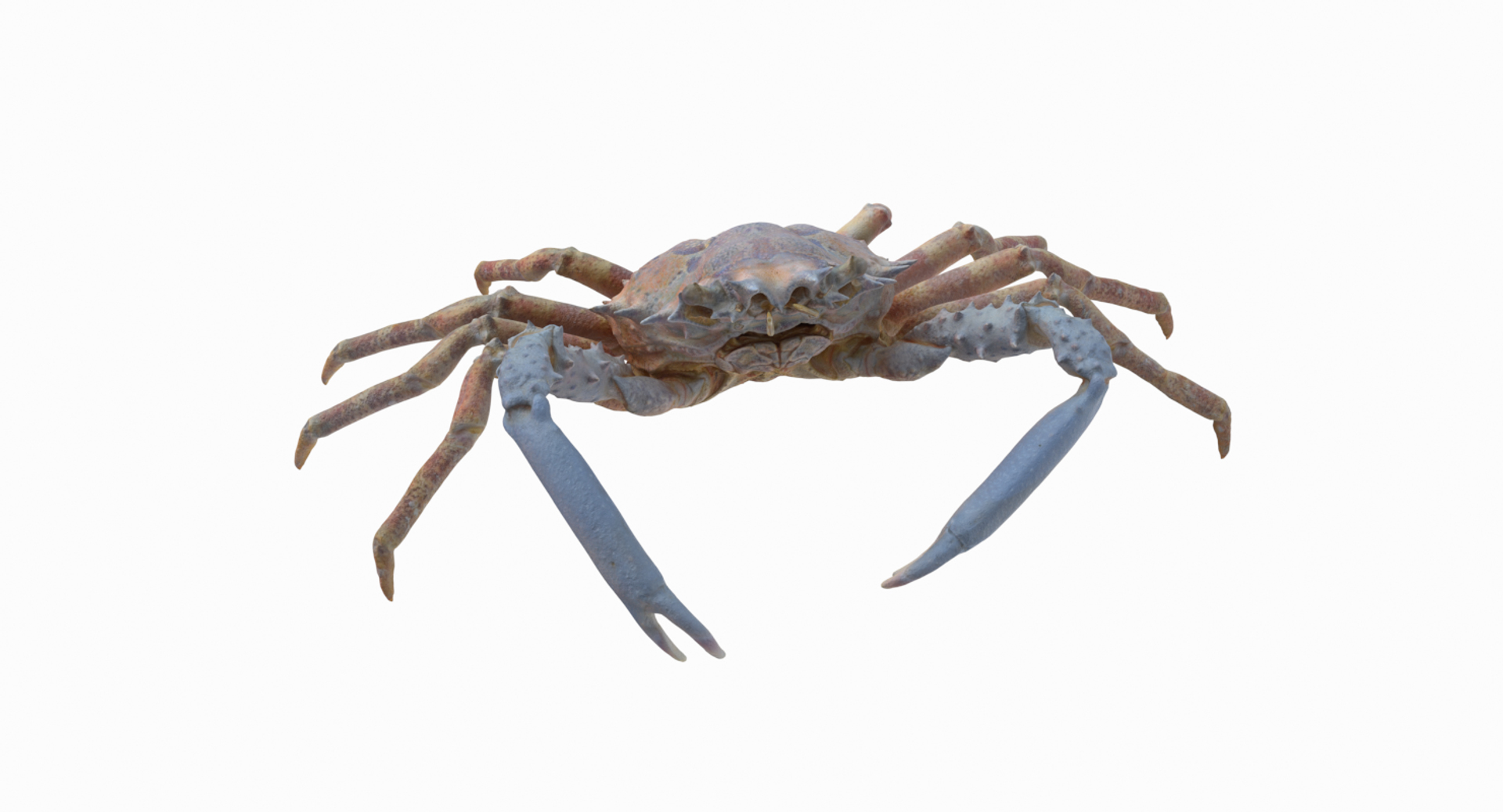 3D Decorator Spider Crab - TurboSquid 1411100