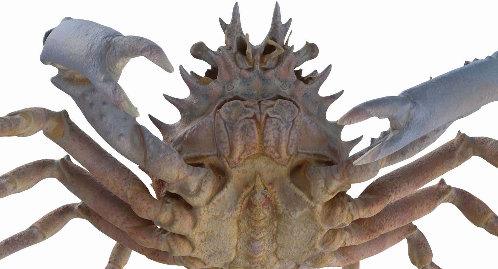 3D decorator spider crab - TurboSquid 1411100