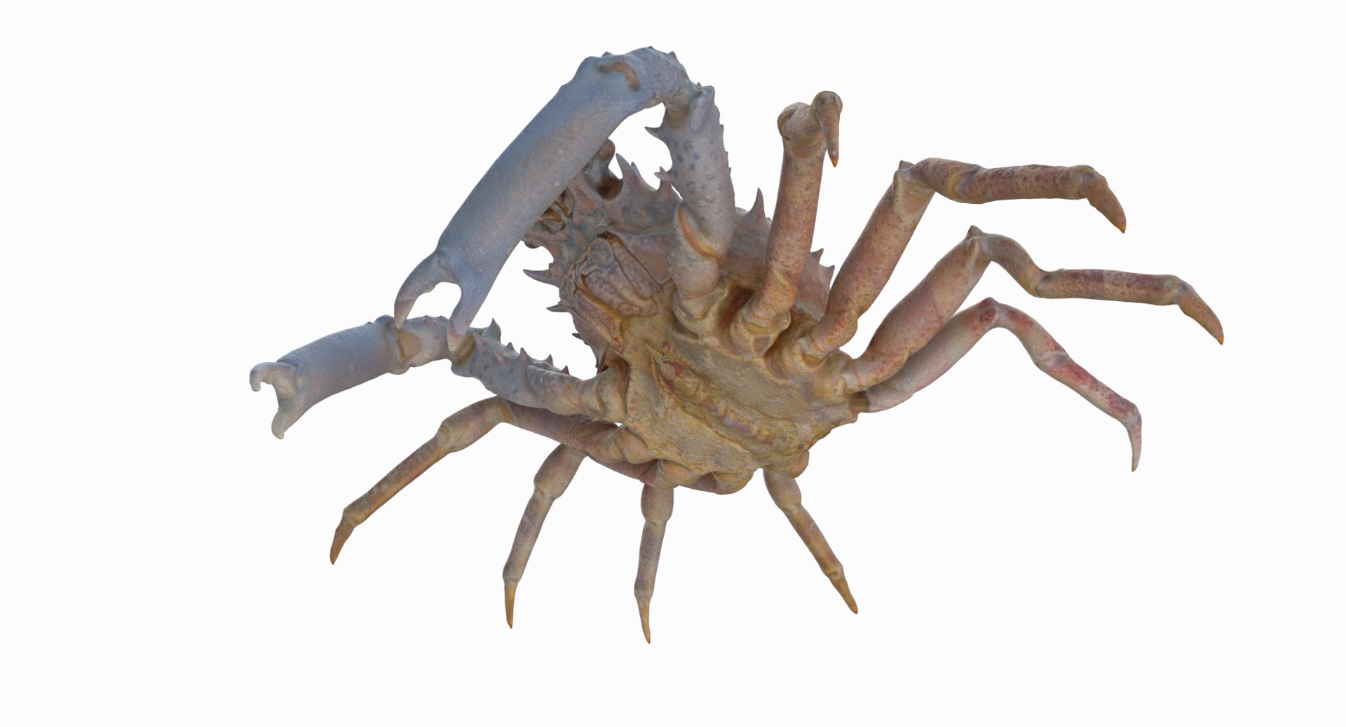 3D Decorator Spider Crab - TurboSquid 1411100