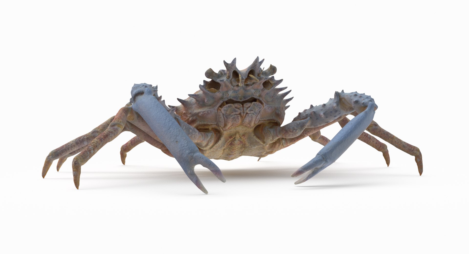 3D Decorator Spider Crab - TurboSquid 1411100
