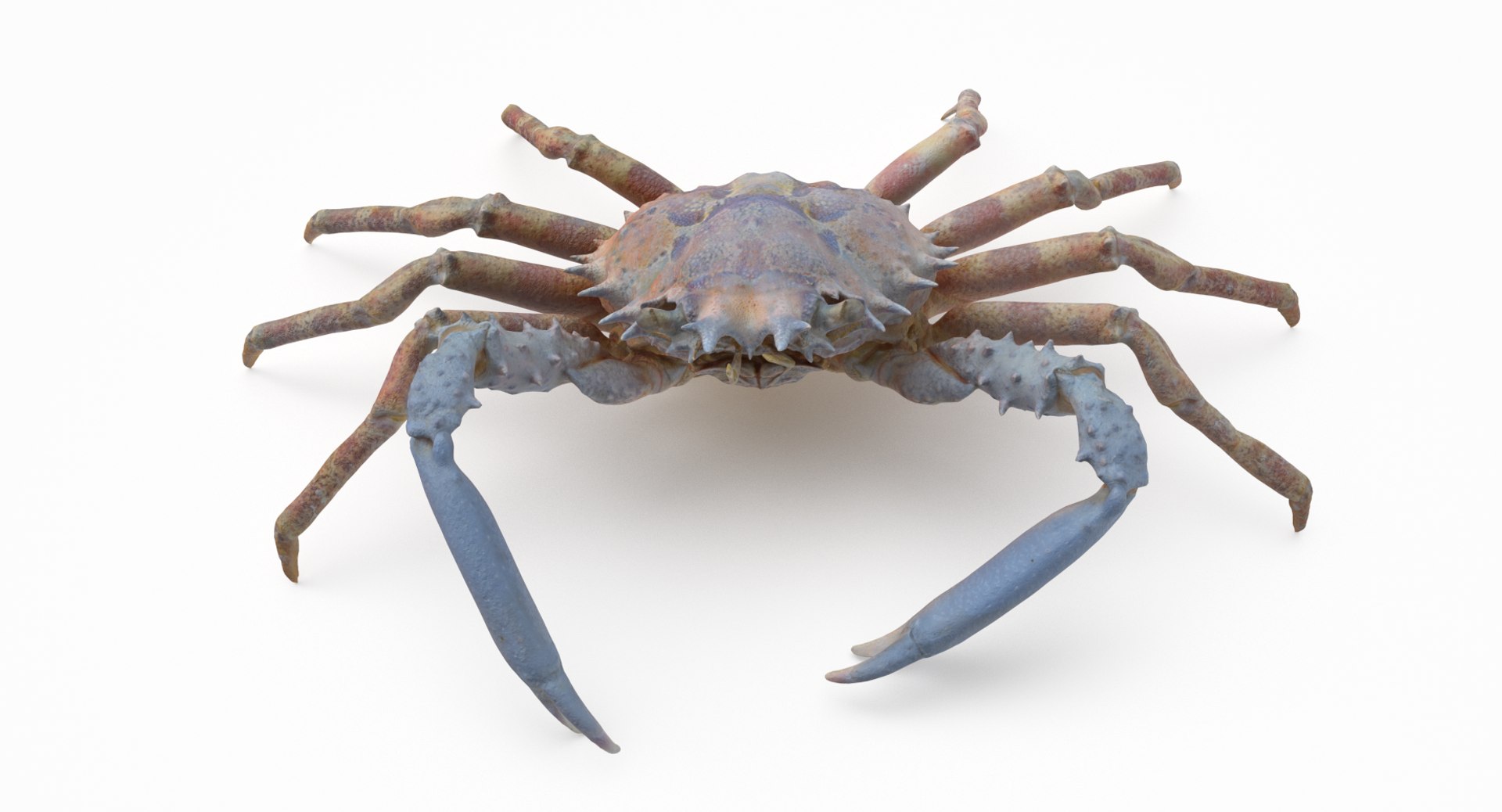 3D Decorator Spider Crab - TurboSquid 1411100