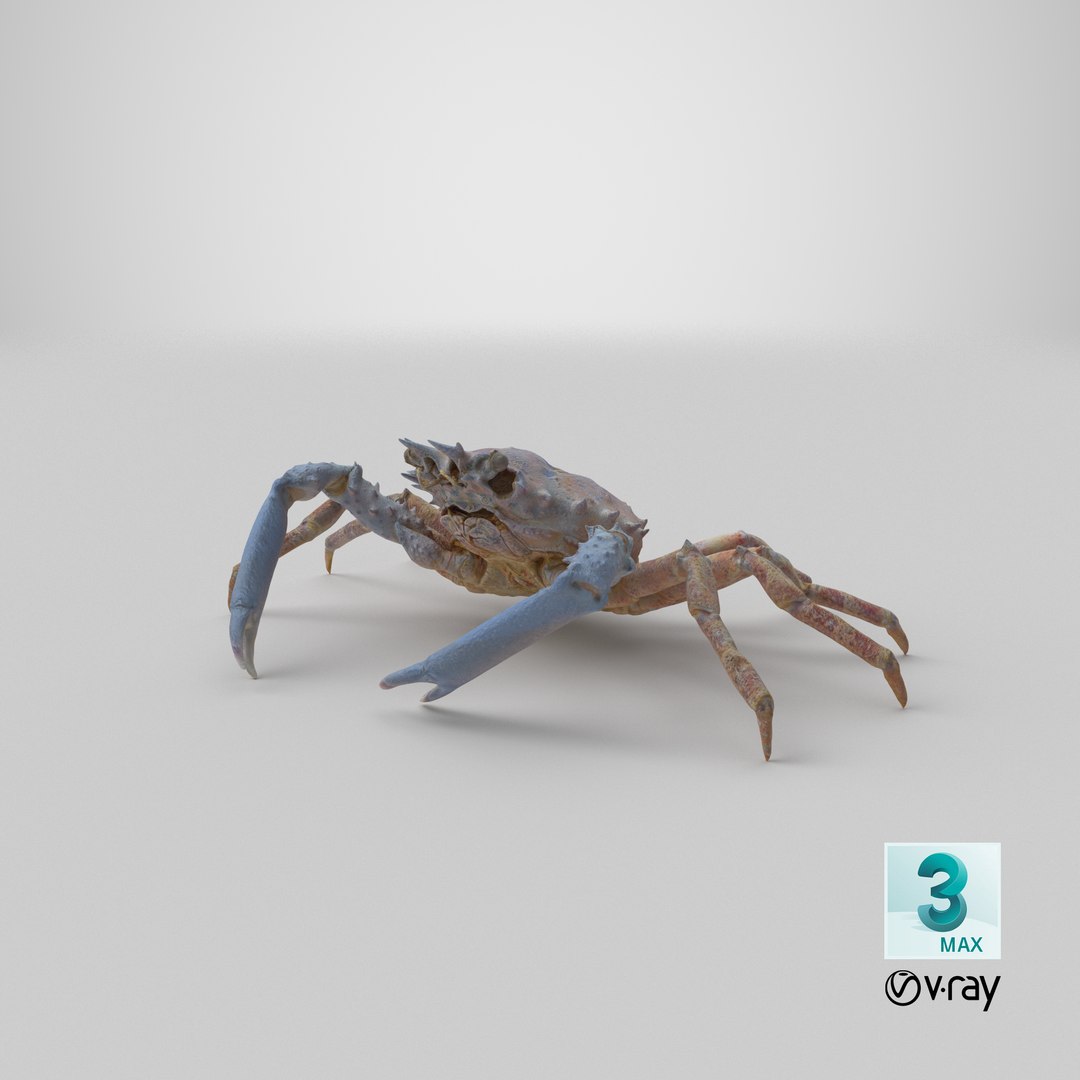3D decorator spider crab - TurboSquid 1411100