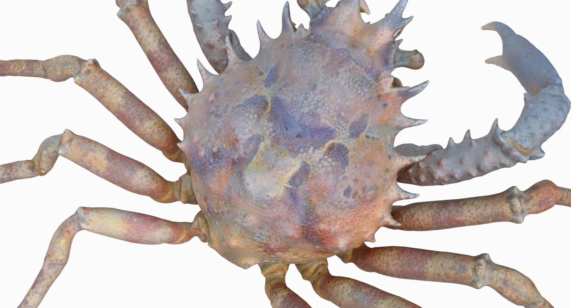 3D Decorator Spider Crab - TurboSquid 1411100