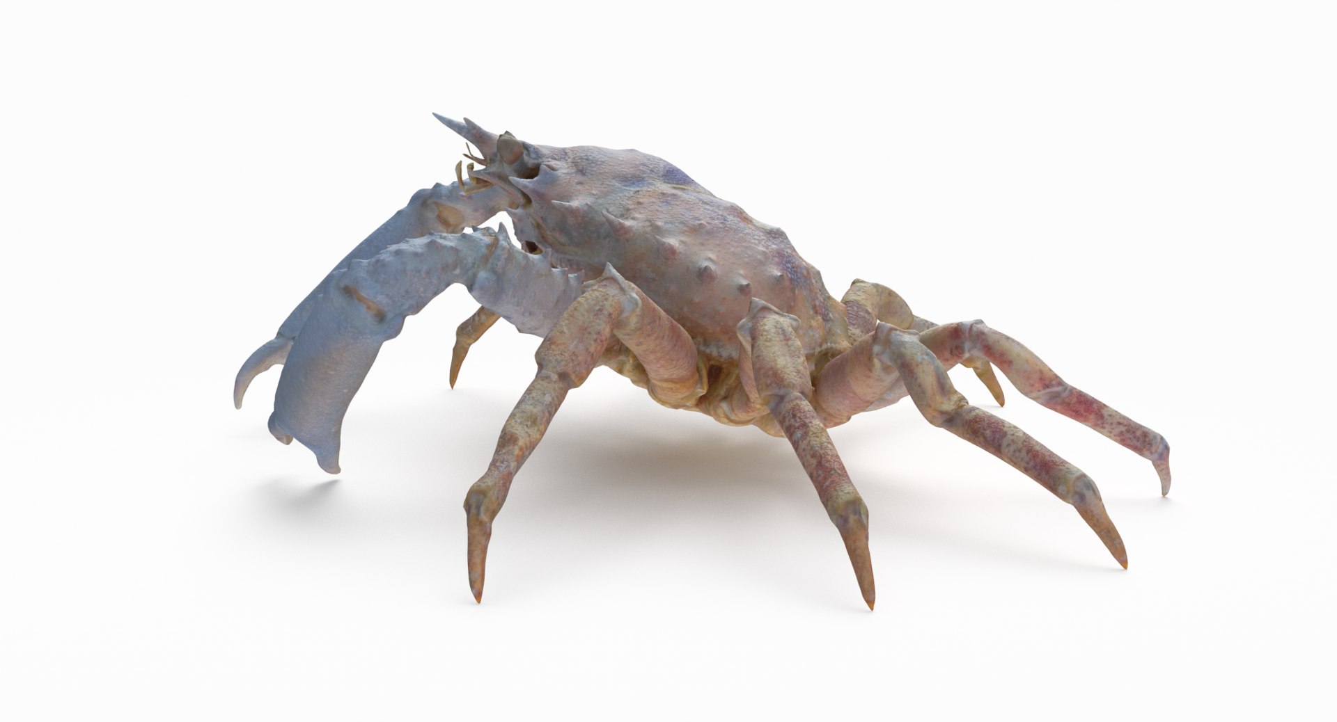 3D Decorator Spider Crab - TurboSquid 1411100