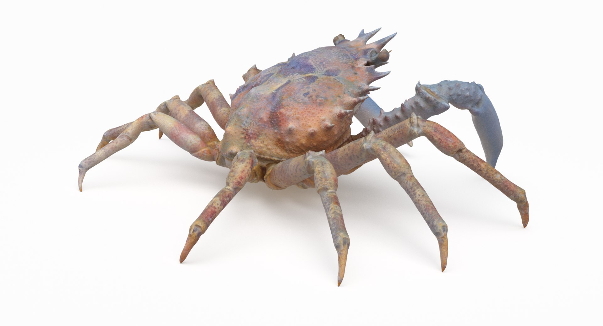 3D Decorator Spider Crab - TurboSquid 1411100