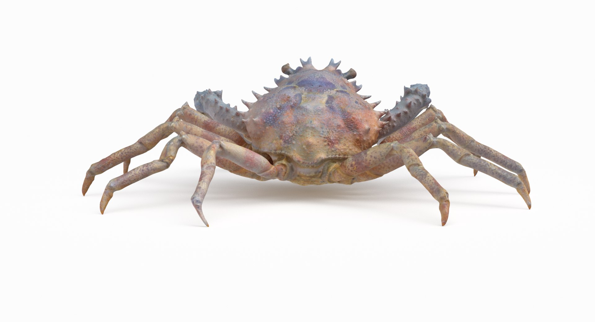 3D Decorator Spider Crab - TurboSquid 1411100