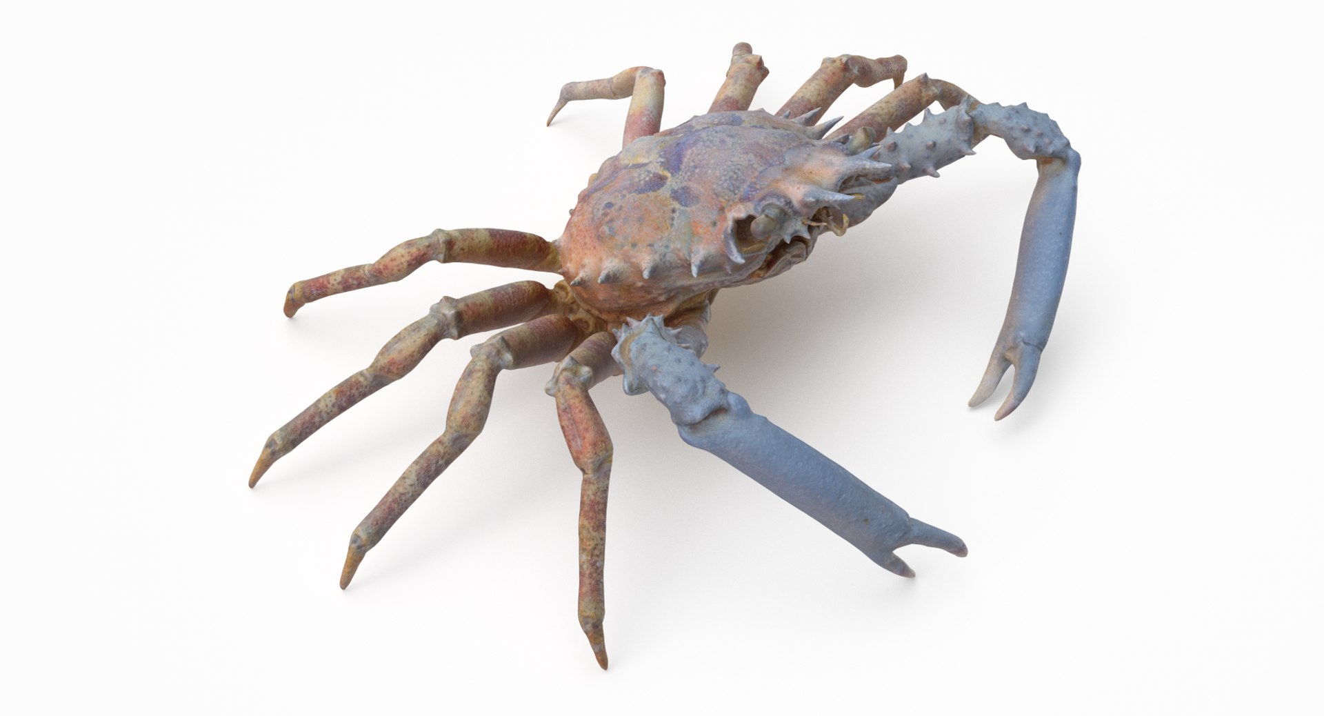3D Decorator Spider Crab - TurboSquid 1411100
