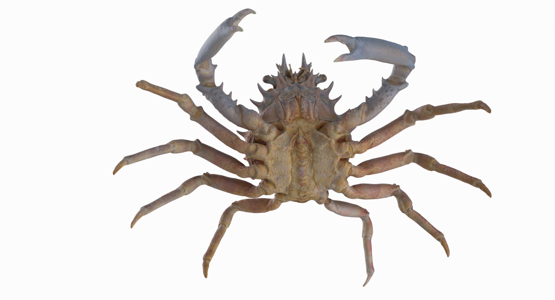 3D Decorator Spider Crab - TurboSquid 1411100