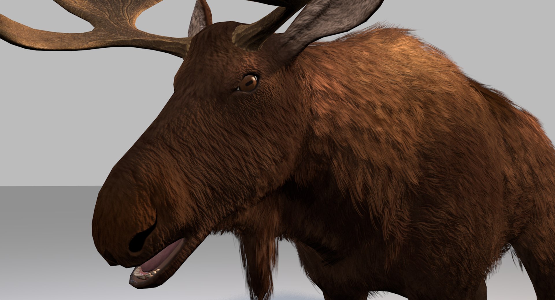 Ready Moose 3D Model - TurboSquid 1253495