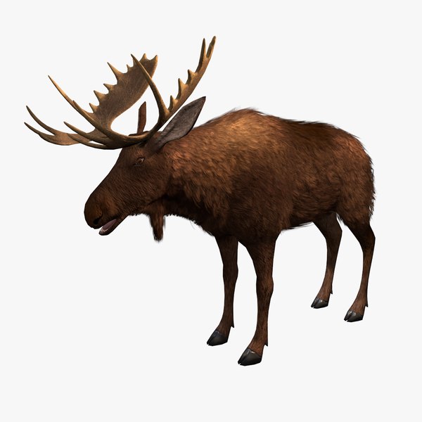 Ready moose 3D model - TurboSquid 1253495