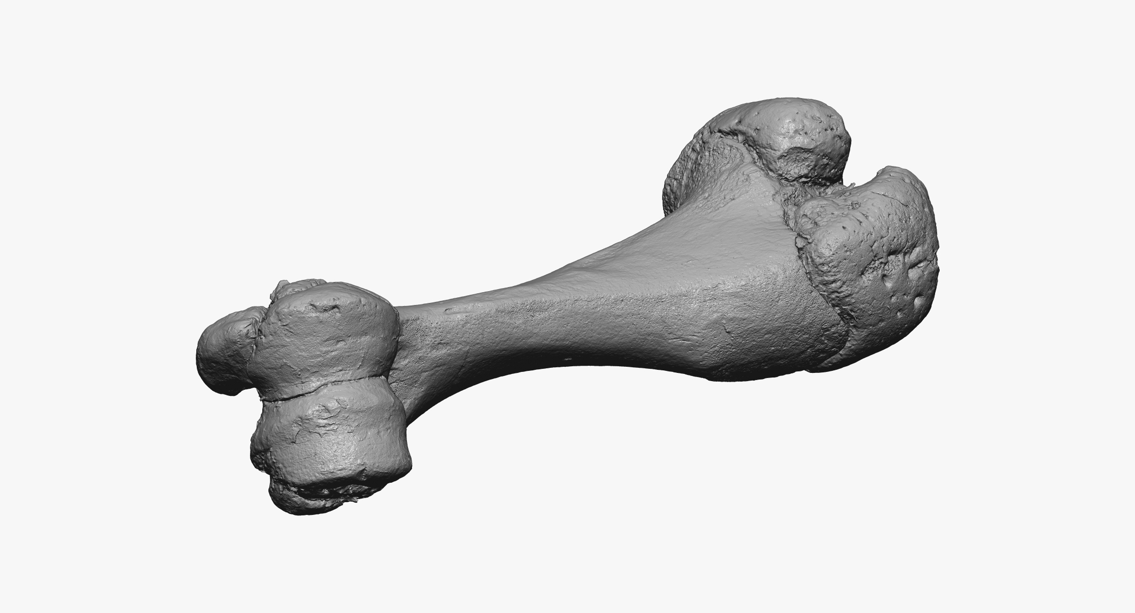 3D domestic pig sus domesticus - TurboSquid 1558812