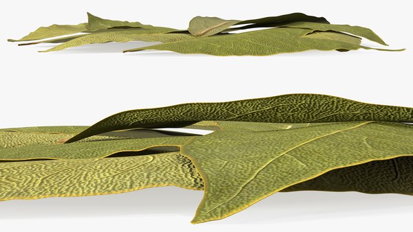 Dry laurel leaves 3D model - TurboSquid 1685557