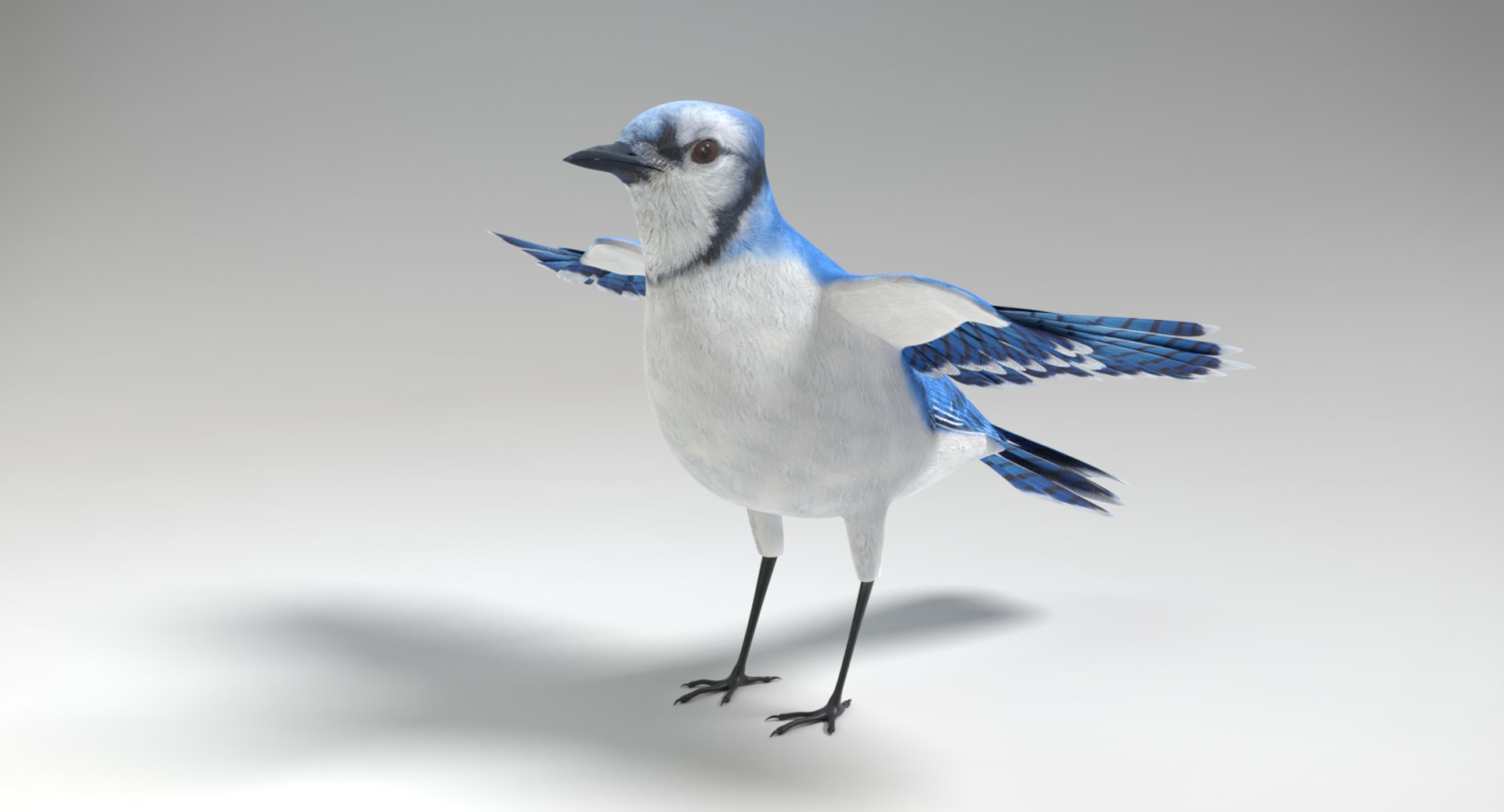 3D Blue Jay - TurboSquid 1207468