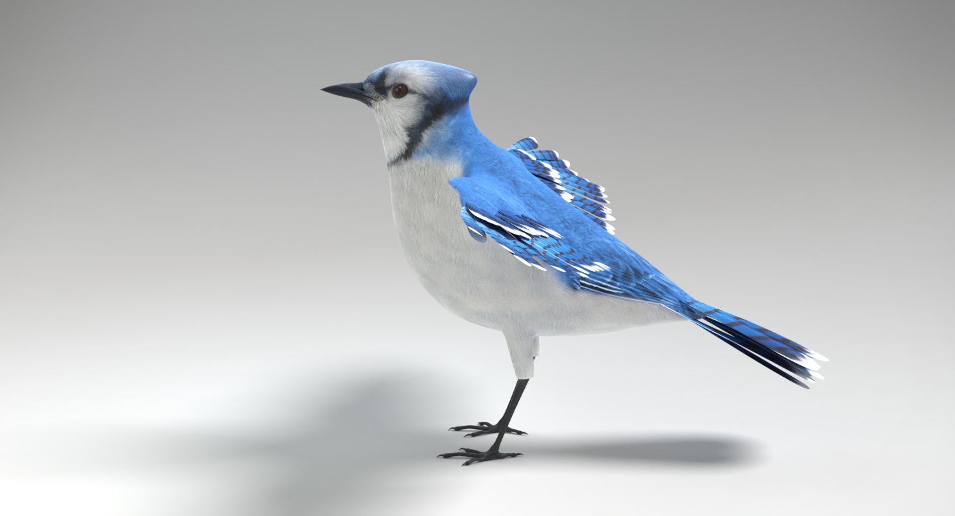 3D Blue Jay - TurboSquid 1207468